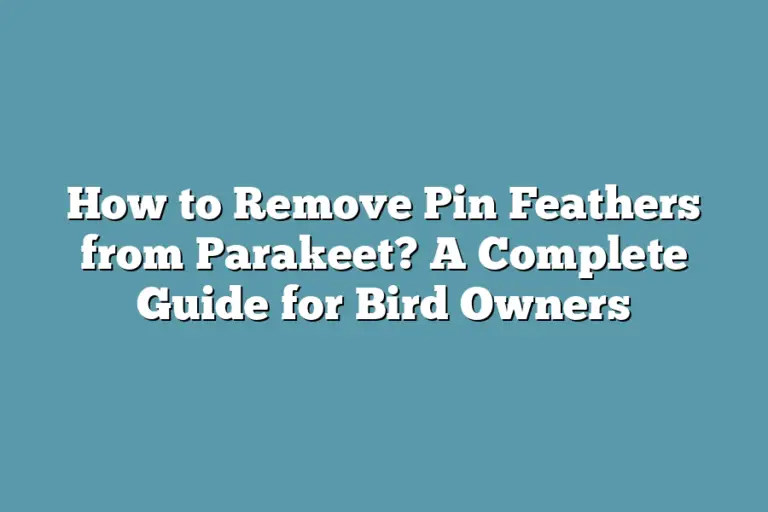 How to Remove Pin Feathers from Parakeet? A Complete Guide for Bird ...