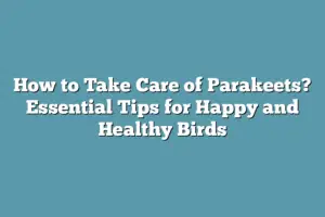 How to Take Care of Parakeets? Essential Tips for Happy and Healthy ...